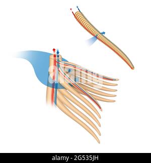 Fish gas exchange. Structure of Gills in Fishes. Respiration Stock ...