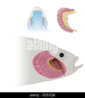 Fish gas exchange. Structure of Gills in Fishes. Respiration Stock ...