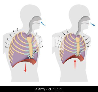 Cycle of breathing, inspiration and expiration Stock Photo - Alamy