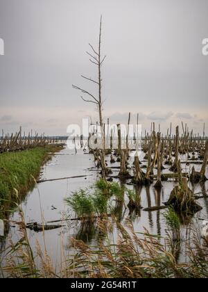 The Peenetalmoor Nature Reserve near Anklam, Mecklenburg-Western ...