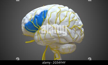 Brain inferior frontal gyrus Anatomy For Medical Concept 3D ...
