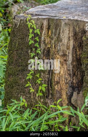 Tree roots growing on partially-excavated Structure B5, Plaza G, in the ...