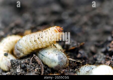 Rose Chafer (Cetonia aurata), larva in soil Stock Photo - Alamy