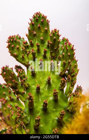 Flat cactus flower with pink needles. Indoor plant. Close-up Stock ...