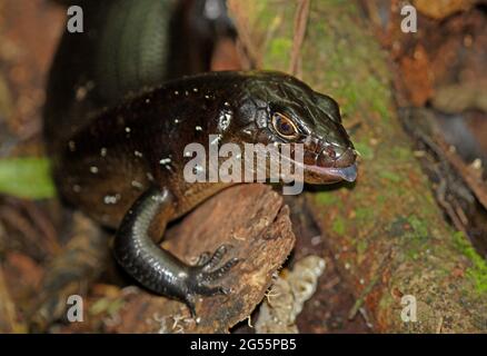 Land mullet (Egernia major) lizard in Queensland, Australia Stock Photo ...