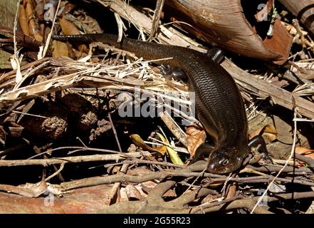 Land mullet (Egernia major) lizard in Queensland, Australia Stock Photo ...