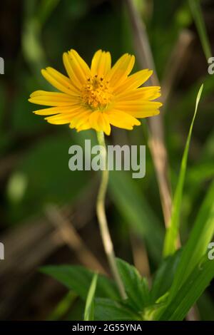 Macro details of summer sulfur Cosmos flower Stock Photo - Alamy