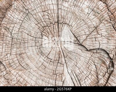 Old tree trunk cut and dried Stock Photo - Alamy
