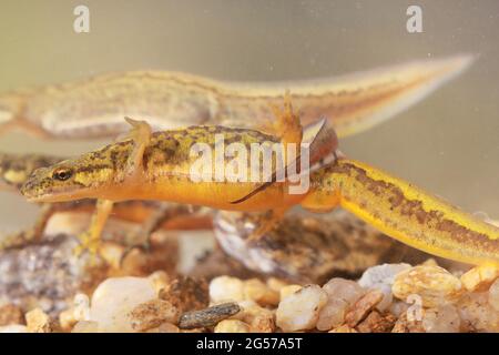 Carpathian newts (Lissotriton montandoni) couple under water during ...