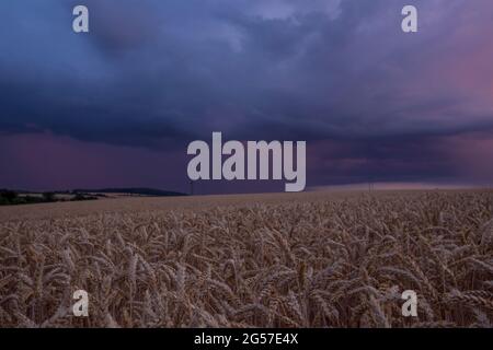 Field of golden wheat under bouth cold blue cloudy and warm red cloudy ...