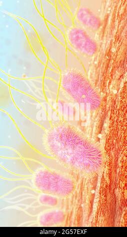 Urinary Tract Bacterial Infection or UTI anatomy caused by bacteria as ...