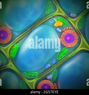 Plant cell structure, cross section, with legend. Schematic diagram of ...
