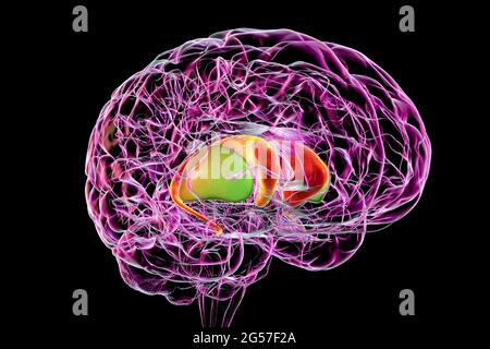 Dorsal striatum in the brain, illustration Stock Photo - Alamy
