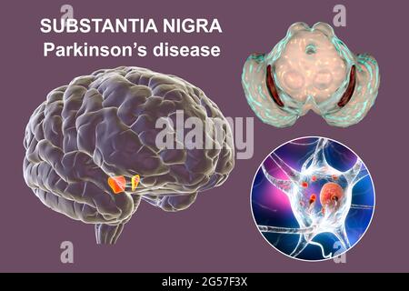 Substantia nigra in the human brain, illustration Stock Photo - Alamy