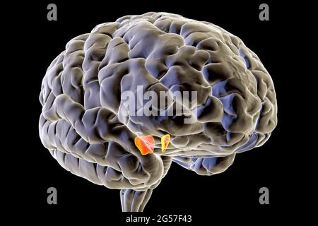 Substantia nigra in the human brain, illustration Stock Photo - Alamy