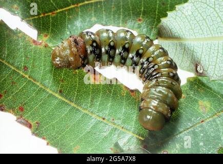 Banksia Moth (Psalidostetha banksiae Stock Photo - Alamy