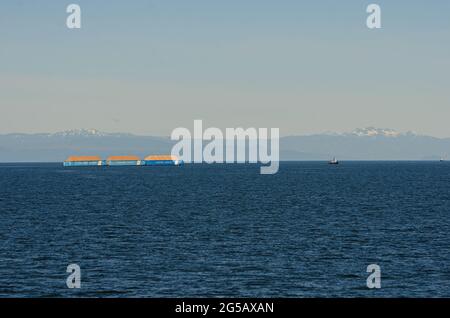 Three barges filled with load of wood chips towed by tug boat Stock ...