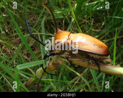 Closeup shot of a Hercules beetle in a forest Stock Photo - Alamy