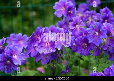 Gorgeous purple bohemian geranium. Lilac geranium flowers in the ...