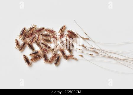 Nits (pediculosis). Nits (head louse eggs) in hu- man hair. The nits ...