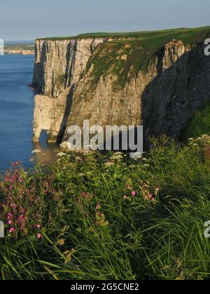 Bempton Cliffs RSPB nature reserve, North Yorkshire, UK Stock Photo - Alamy