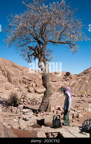 SPRING OF MOSES, EGYPT Stock Photo - Alamy