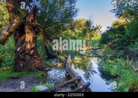 Wien, Vienna: oxbow lake Lusthauswasser in park Prater in 02 ...