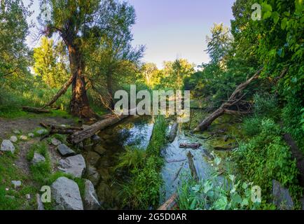 Wien, Vienna: oxbow lake Lusthauswasser in park Prater in 02 ...