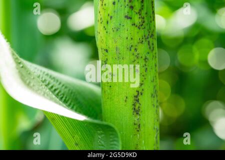 Fungus on corn stalks Stock Photo - Alamy