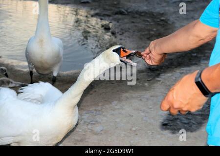 Swans with chicks on the lake, take food from their hands Stock Photo ...