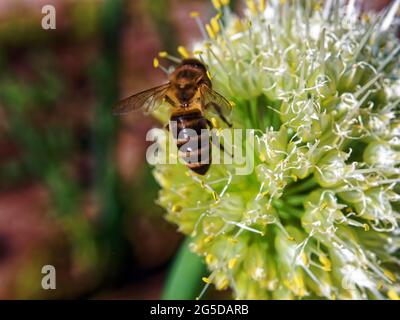 a bee sits on an onion flower, in summer Stock Photo - Alamy