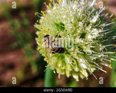 a bee sits on an onion flower, in summer Stock Photo - Alamy