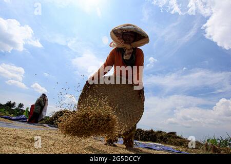 A farmers dry harvested rice grain under the sun at a rice fields in ...