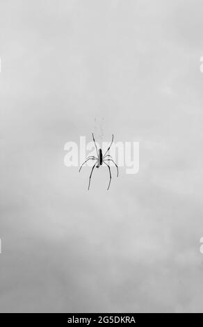 Spiders hanging on webs in Stone Town, Zanzibar Stock Photo - Alamy
