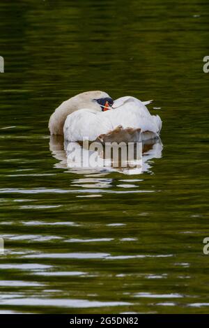 Backwell lake nature reserve Stock Photo - Alamy