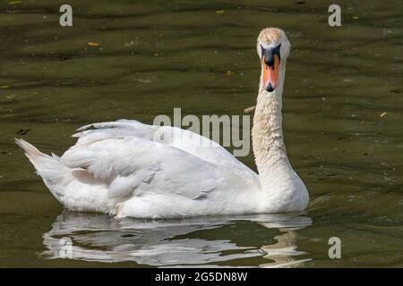 Backwell Lake Nature Reserve Stock Photo - Alamy