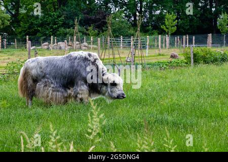 White bovine ox grazing in an agricultural field in Goa, India Stock ...