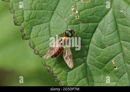 Male Chloromyia formosa, family Soldierflies (Stratiomyidae) on a leaf ...
