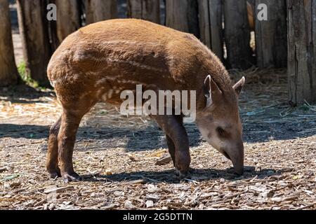 A young tapir walking, cute animal Stock Photo - Alamy