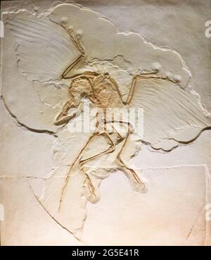 Skeleton of an archaeopteryx Stock Photo - Alamy