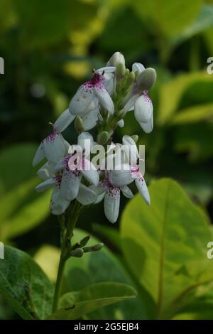 Yellow-vein Eranthemum or Golden Pseuderanthemum, Pseuderanthemum ...