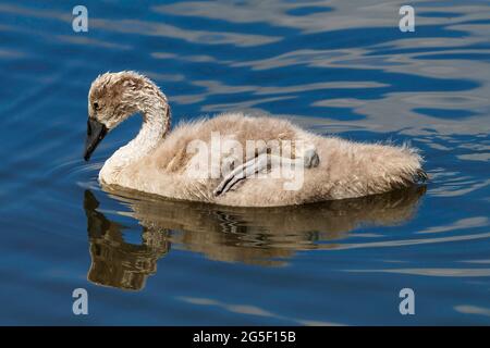 Gosling Backwell Lake Nature Reserve Stock Photo - Alamy
