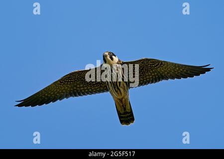 Eurasian hobby in flight in its natural habitat in Denmark Stock Photo ...