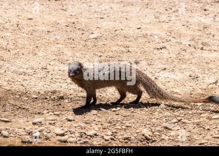 The mongoose, also commonly known as the common or Egyptian mongoose ...