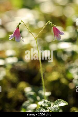 Linnaea borealis L Stock Photo - Alamy