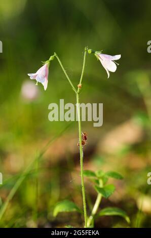 Linnaea borealis L Linnaea borealis L Stock Photo - Alamy