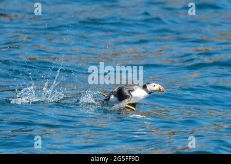 Puffin (Fratercula arctica) running on water Stock Photo - Alamy