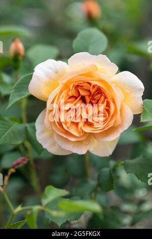 Rosa ‘Dame judi dench’. English Shrub Rose Stock Photo - Alamy