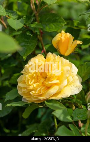 Beautiful yellow roses with rain drops Stock Photo - Alamy