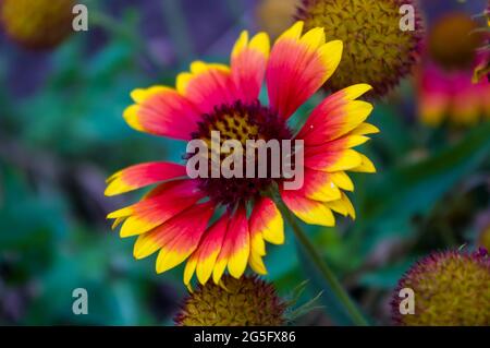 Red and yellow colorful flowers Gailardia in garden, pollination by ...